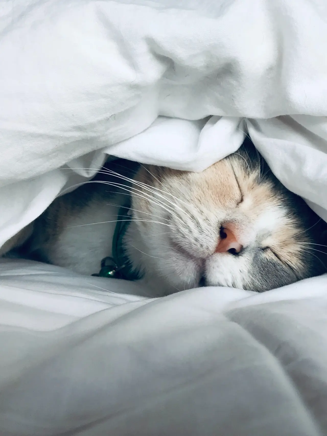 5 Mitos Seputar Kucing yang Harus Diketahui Banyak Orang