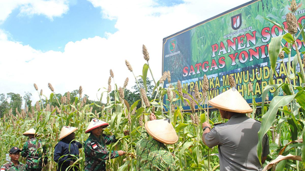 Ketika Tentara dan Rakyat Papua Panen Raya - Citizen6 Liputan6.com