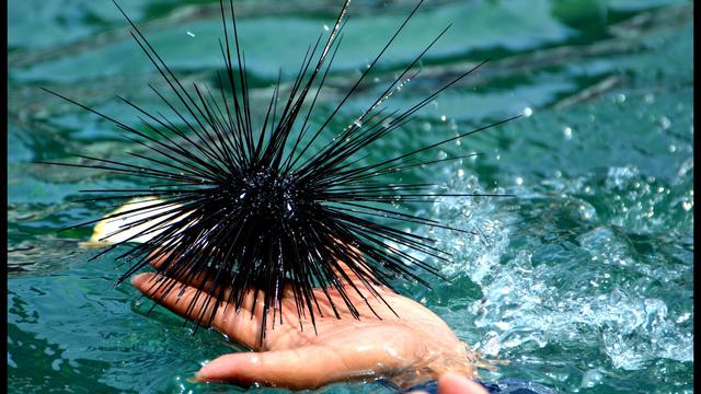 4 Kuliner Ekstrem Khas Pantai Gunungkidul, Salah Satunya Bulu Babi ...