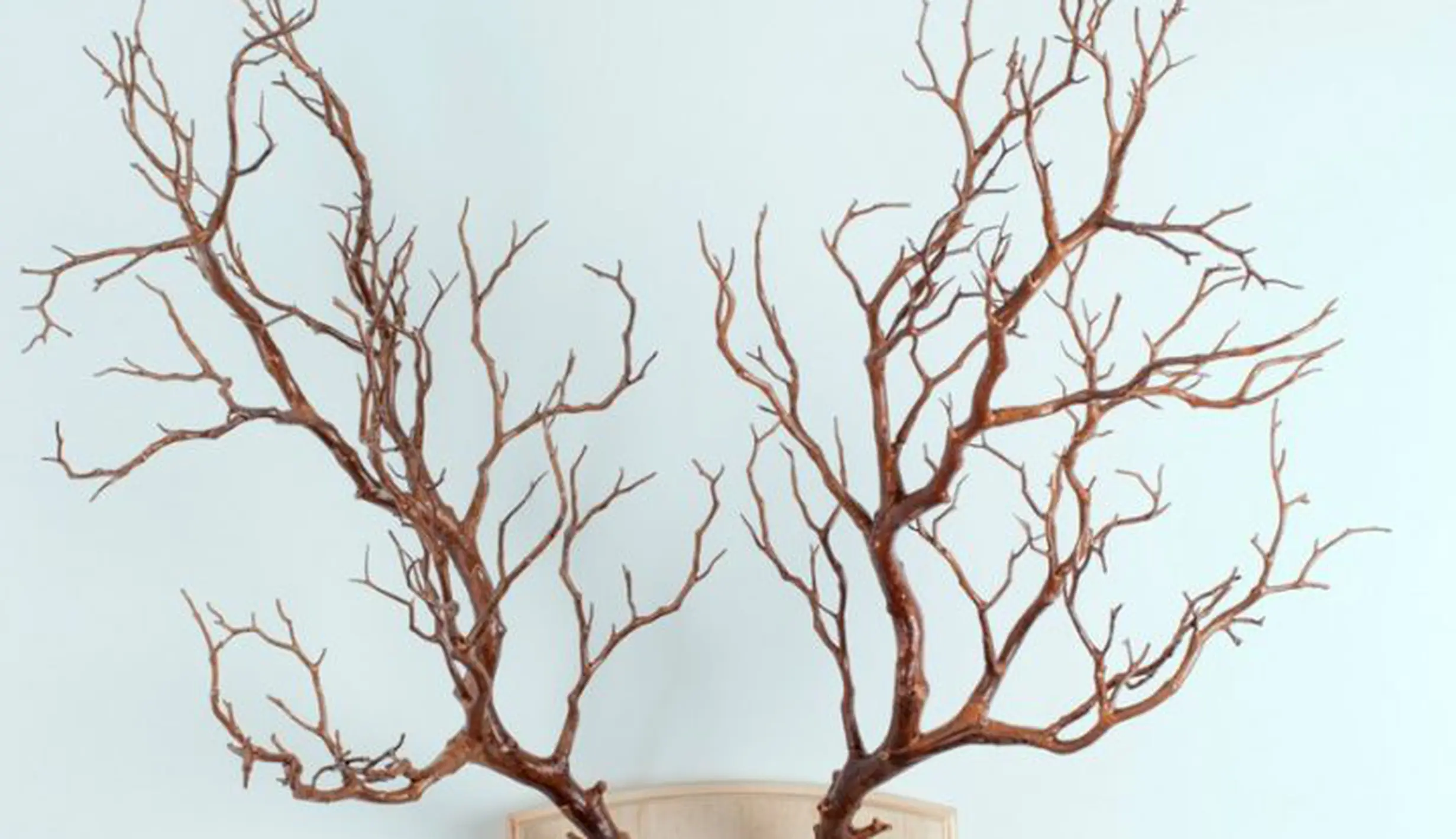 DIY Ranting Pohon Jadi Dekorasi Dinding Rumah, Ini Sekian Idenya ...