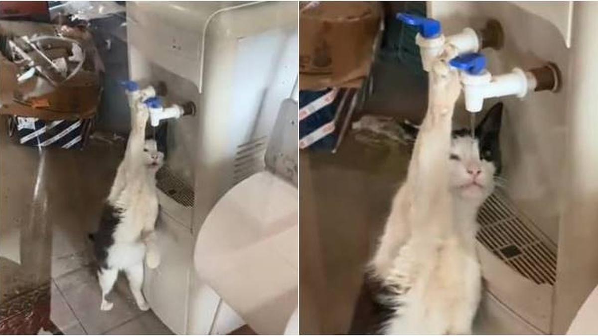 Viral, Aksi Gemas Kucing Minum dari Dispenser Ini Kocak Banget - Hot ...