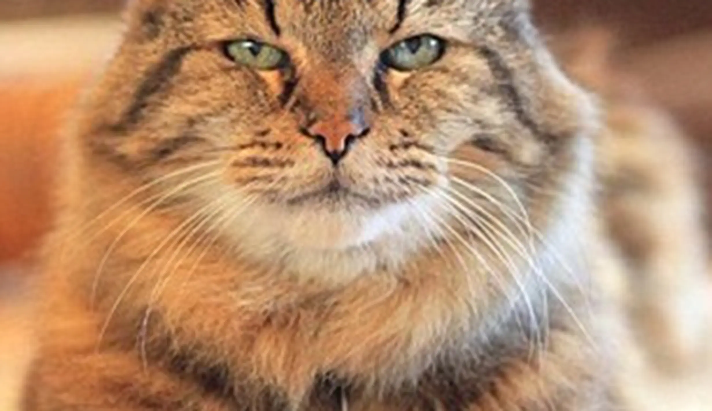 Potret Menggemaskan Corduroy si Kucing Tertua di Dunia - Photo Fimela.com