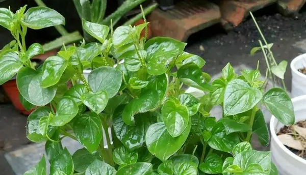 Lagi Naik Daun, Berikut 8 Rekomendasi Drama Choo Young Woo yang Menarik untuk Ditonton - Hot ...