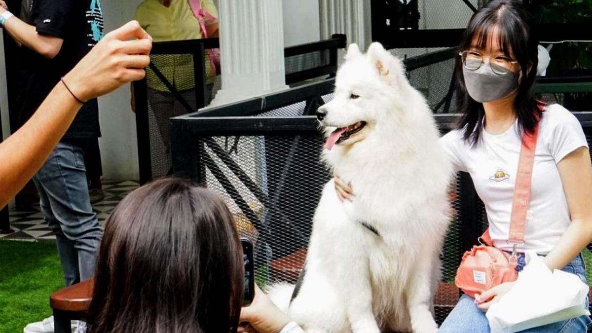 Metropawllys di Medan, Kafe Unik dengan Konsep Pet Friendly Bagi Para ...