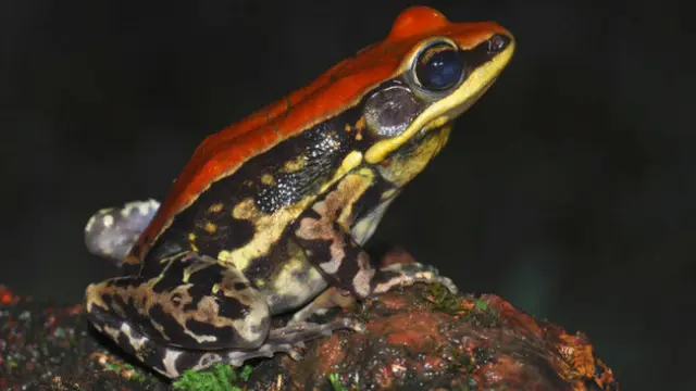 Studi: Lendir Kulit Katak Berpotensi Menjadi Obat Flu - Global Liputan6.com