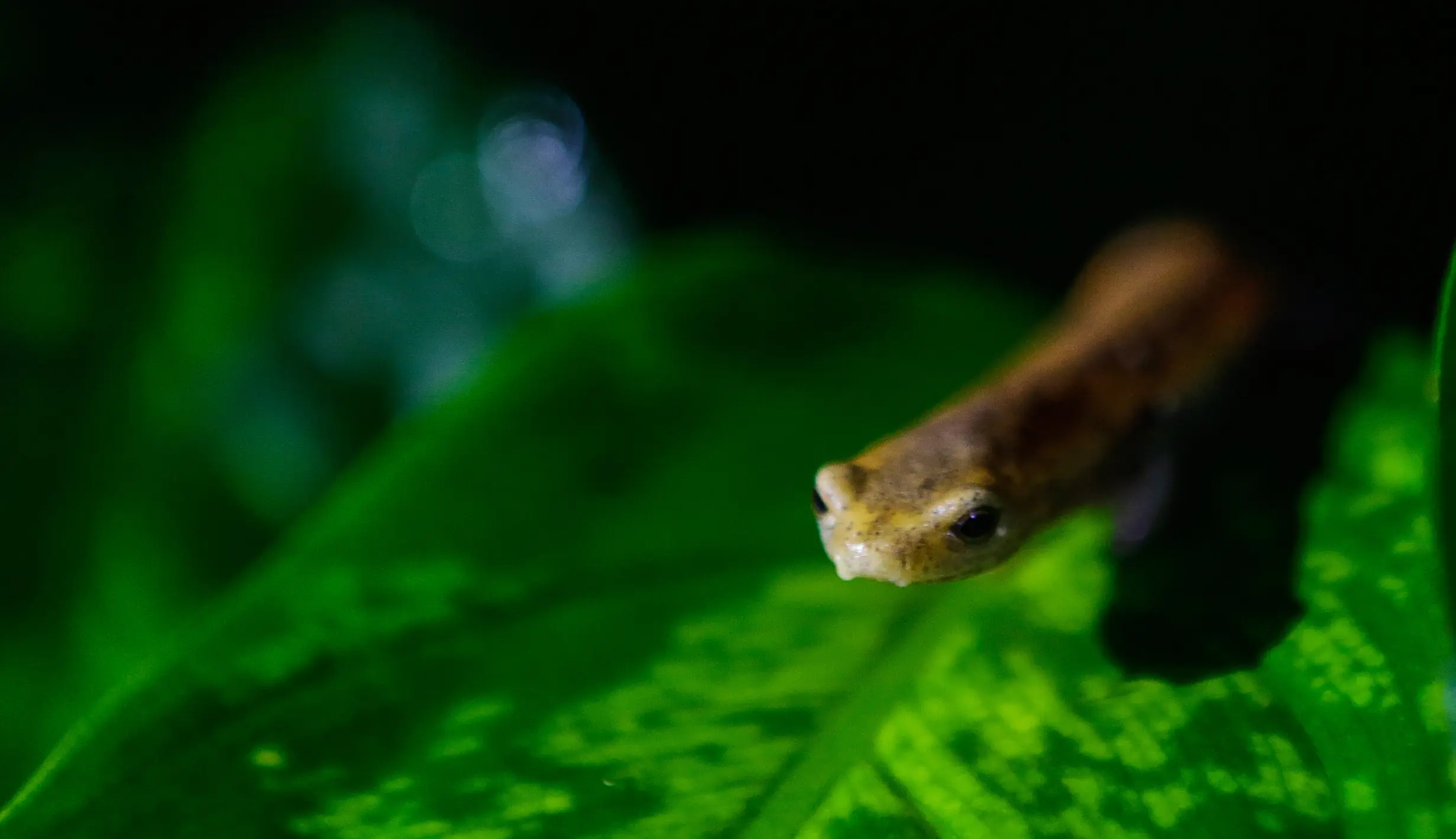 Melihat Salamander Mombacho yang Nyaris Punah di Nikaragua - Foto ...