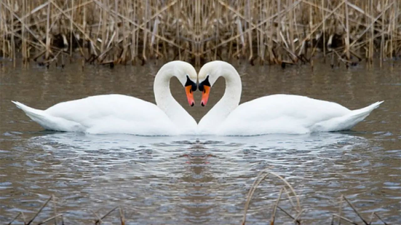 Monogami Tidak untuk Semua Orang, Ini Alasannya - Health Liputan6.com