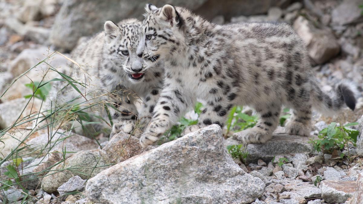 FOTO: Debut Macan Tutul Salju di Kebun Binatang Jerman - Foto Liputan6.com