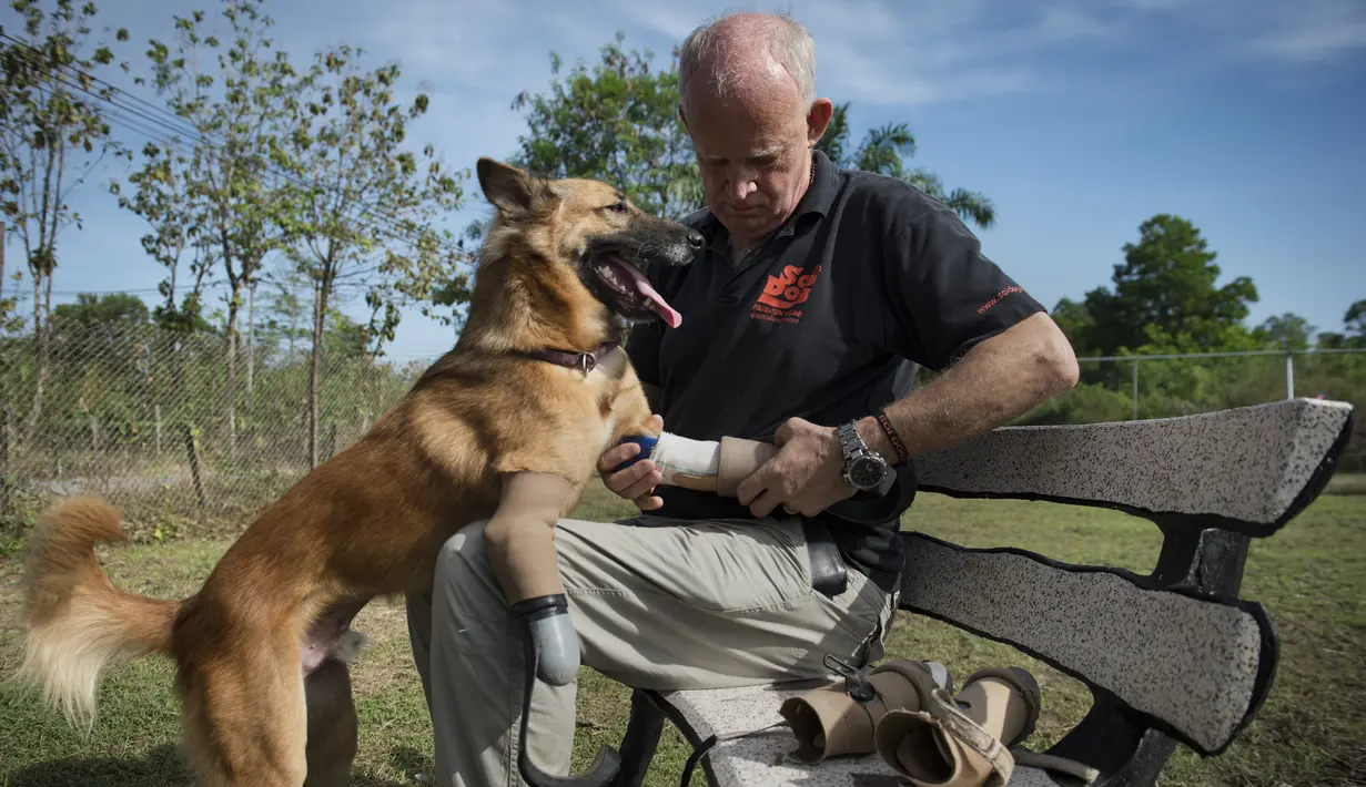 PHOTO: Kisah Cola, Anjing Lincah yang Menggunakan Kaki Palsu - Foto ...