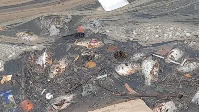 Ribuan Ikan di Setu Rawa Jejed Bogor Mati Mendadak, Diduga Akibat ...