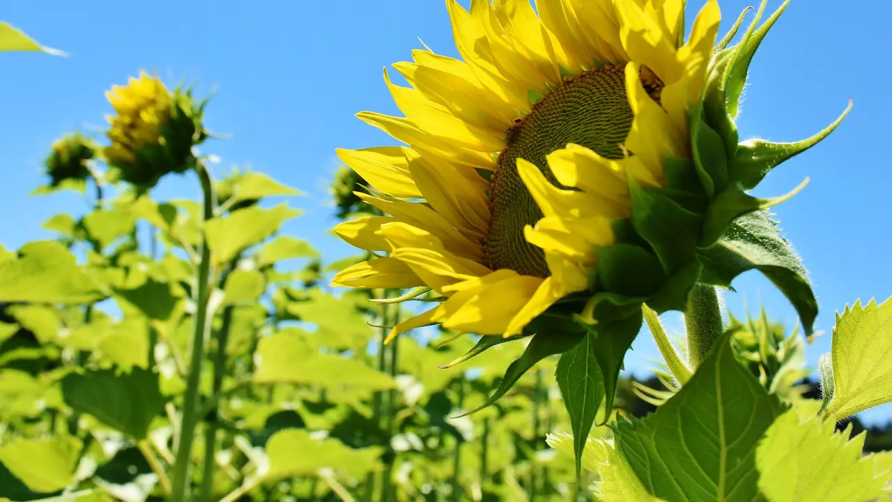 Ciri Khusus Bunga Matahari, Selalu Ikuti Arah Cahaya Matahari - Hot ...