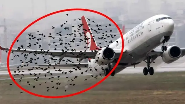 Apa Itu Bird Strike? Menguak Penyebab Utama Kecelakaan Pesawat Jeju Air yang Menewaskan 179 ...