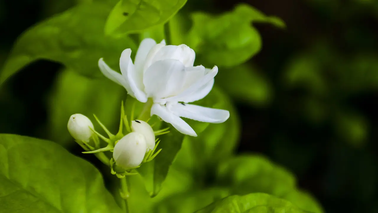 8 Cara Mengobati Sengatan Lebah dengan Bahan Alami, Begini Gejala dan ...