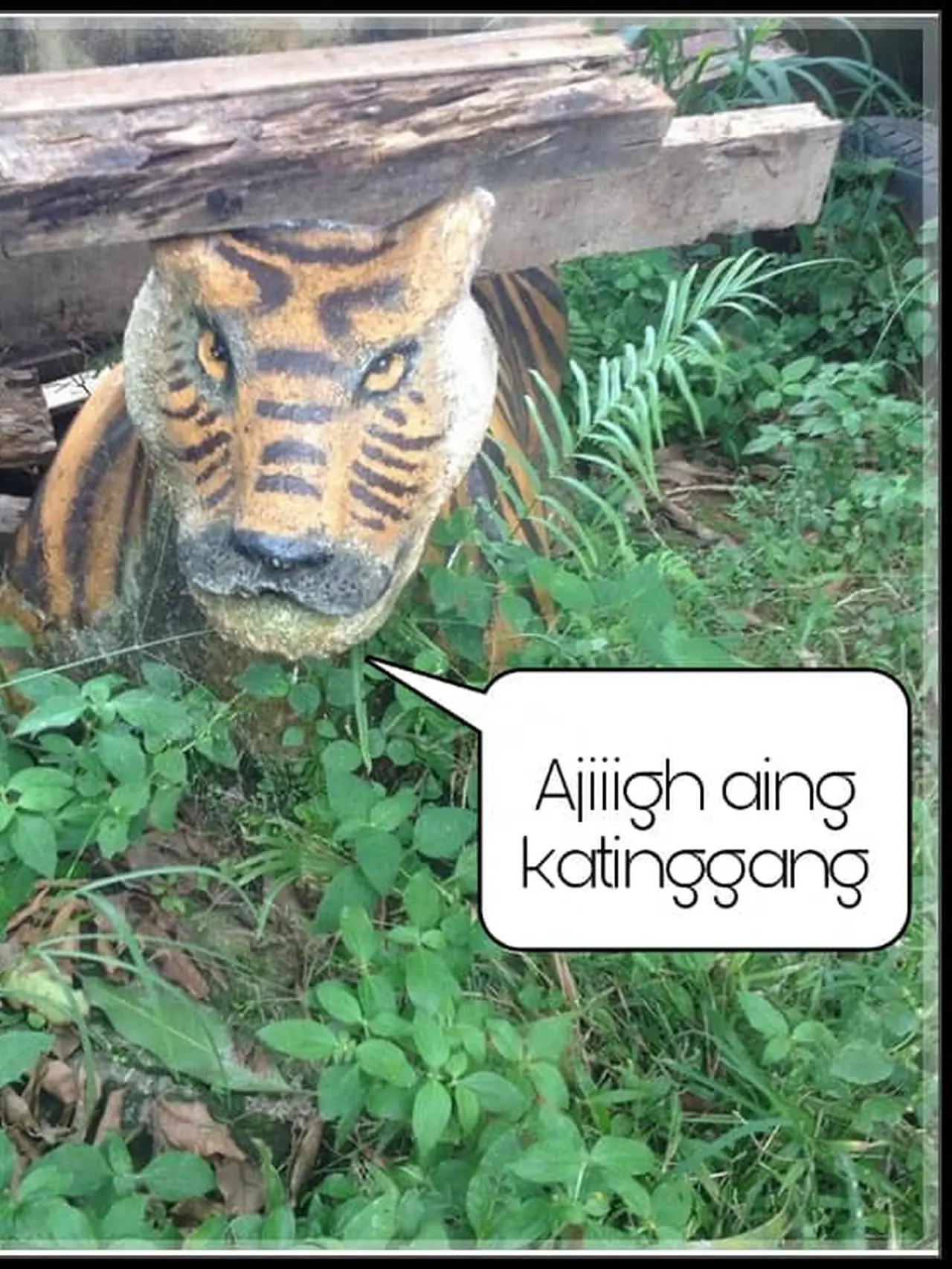 10 Macan Lucu dengan Bentuk Kocak, Unik Menghibur Hati - Hot Liputan6.com