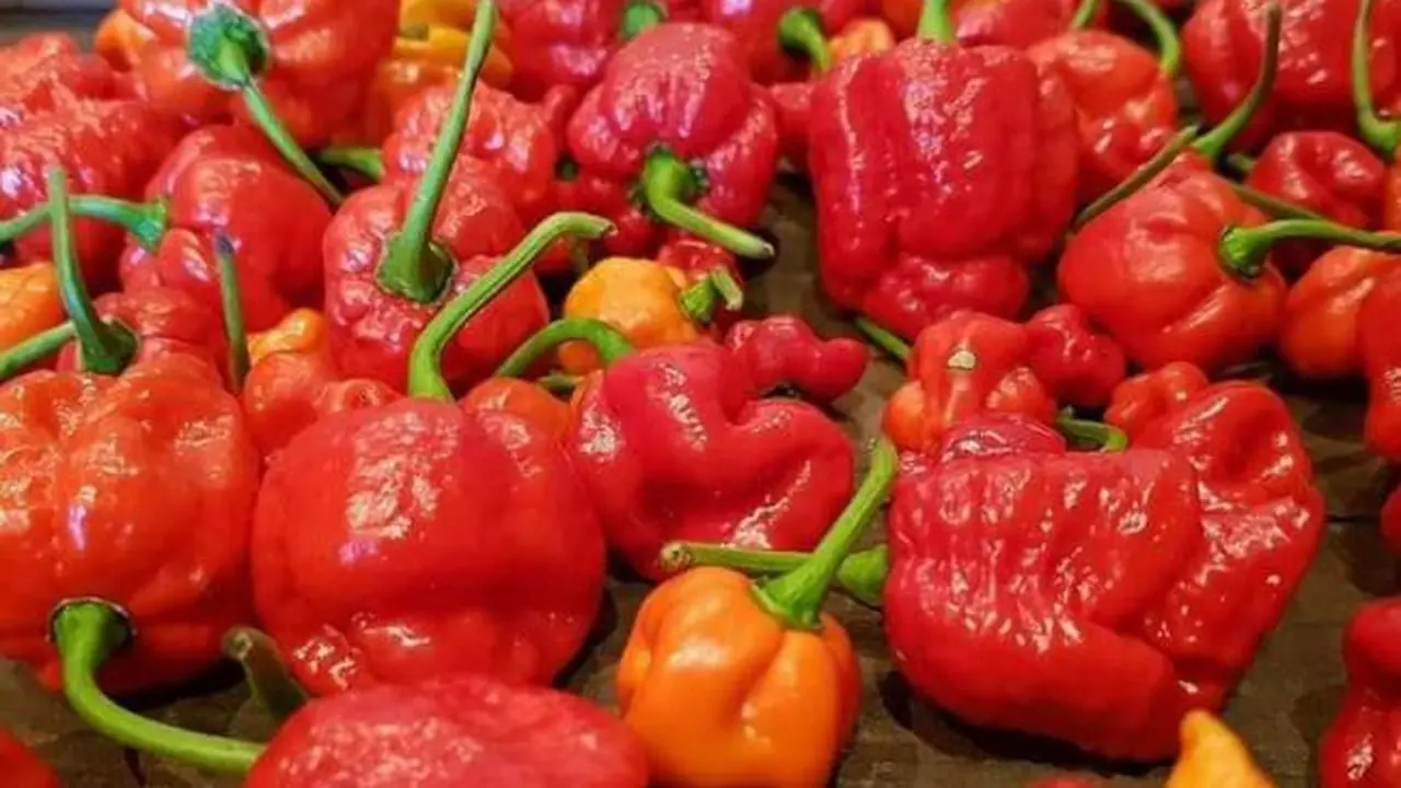 6 Cabai Terpedas di Dunia Beserta Tingkatannya, Berani Coba? - Hot ...