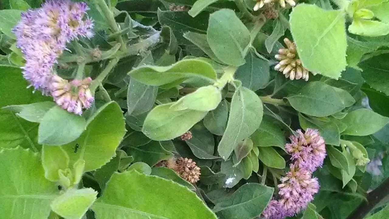 Mengenal Daun Beluntas, Salah Satu Bahan Jamu Madura untuk Melancarkan ...