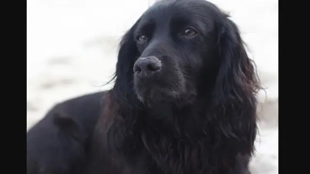 Lupo Si Anjing Kesayangan Mati, Kate Middleton dan Pangeran William ...