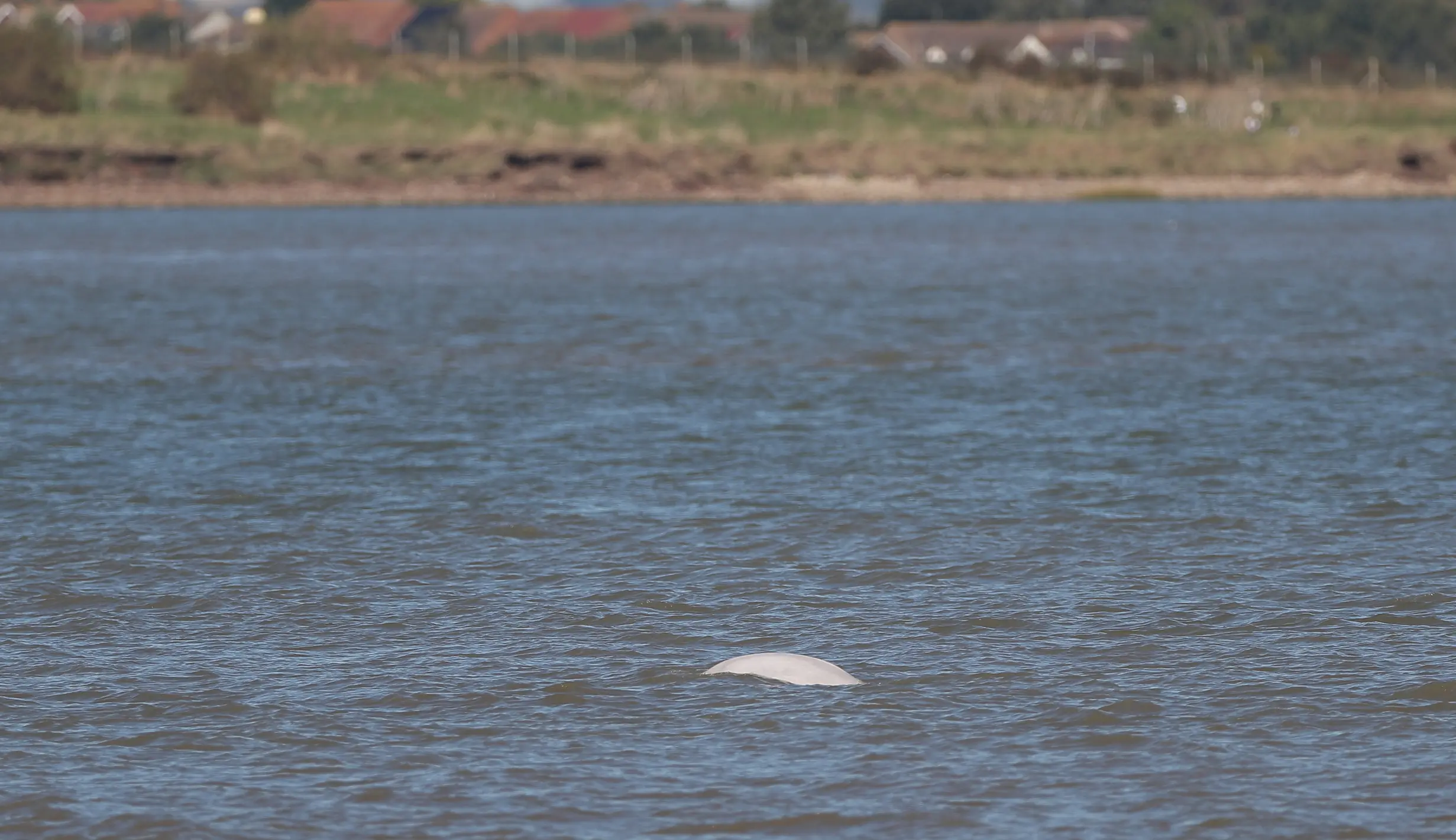 FOTO: Fenomena Langka, Paus Asal Arktik Muncul di Sungai Thames London ...