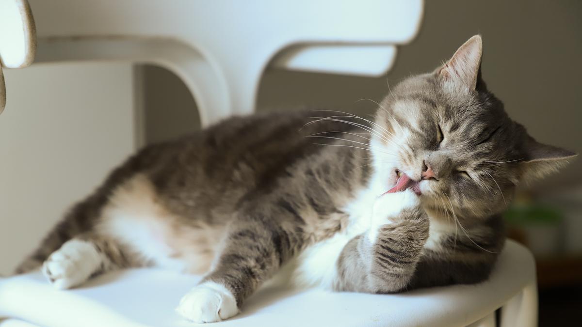 Sejarah Hari Kucing Sedunia, Dirayakan Setiap 8 Agustus - Regional ...