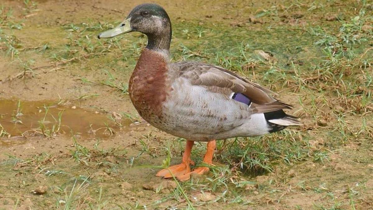 Kematian Bebek Paling Kesepian di Dunia Bikin Sedih Banyak Orang ...