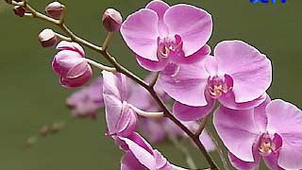 Menilik Ratusan Anggrek di Kebun Raya Bogor - News Liputan6.com