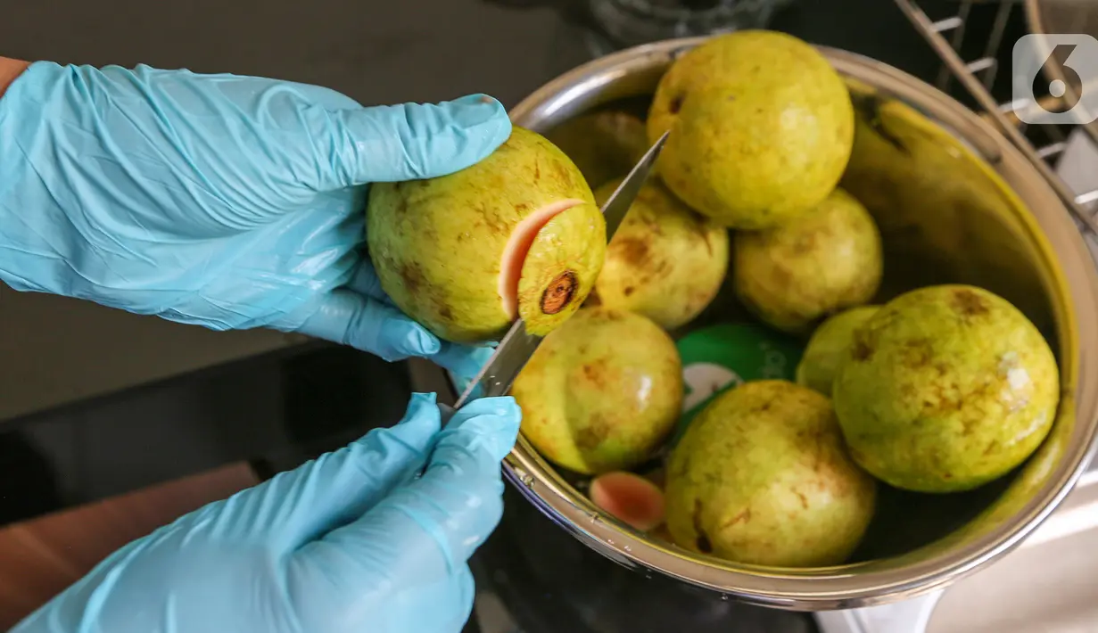 FOTO: Peneliti LIPI Kembangkan Fermentasi Jambu Merah untuk Tingkatkan ...