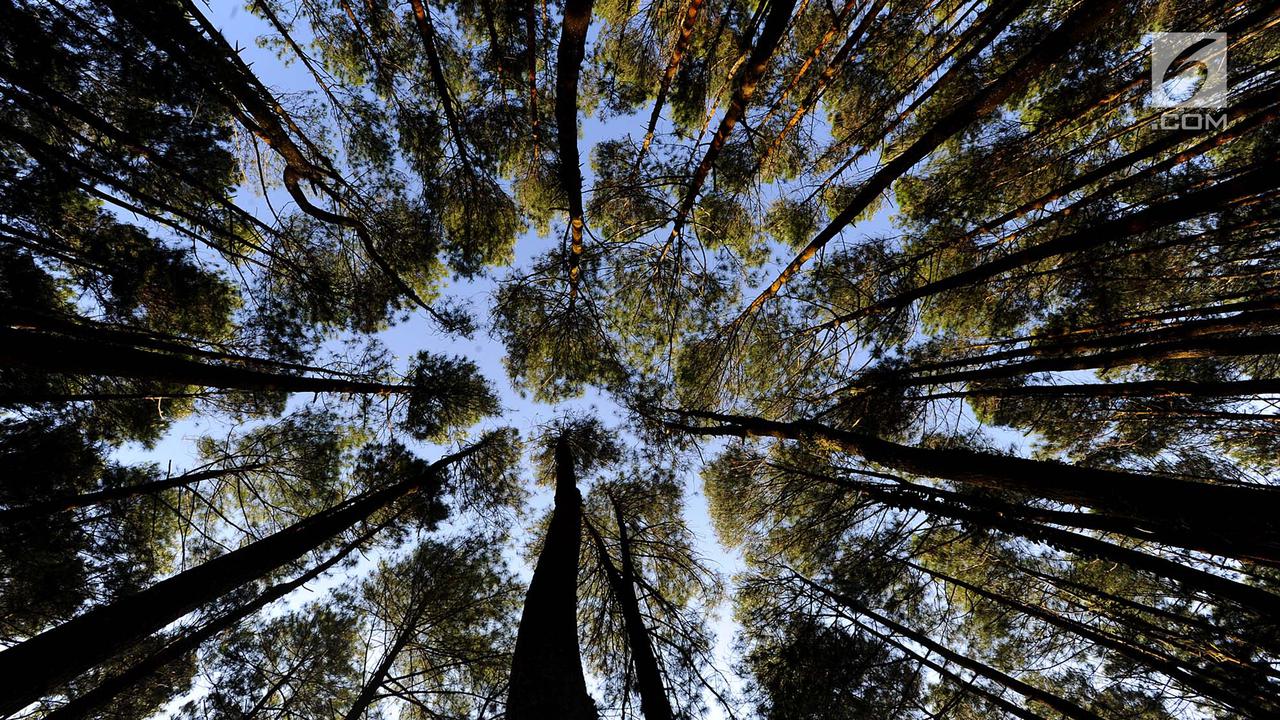 7 Wisata Jogja Hutan Pinus yang Asri dan Banyak Spot Foto Menarik ...