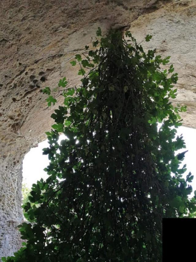 Aneh dan Langka, Pohon yang Tumbuh Terbalik Ditemukan Di Situs Romawi ...