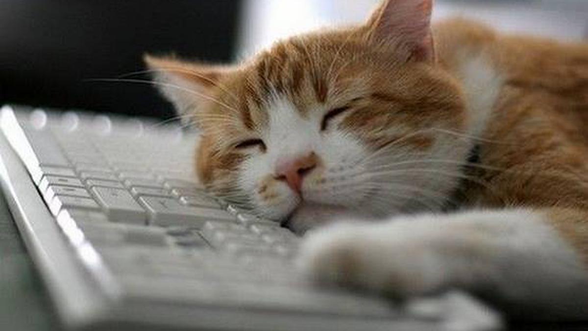 Aksi Imut Para Kucing Yang "Lembur" di Depan Komputer - Photo Fimela.com