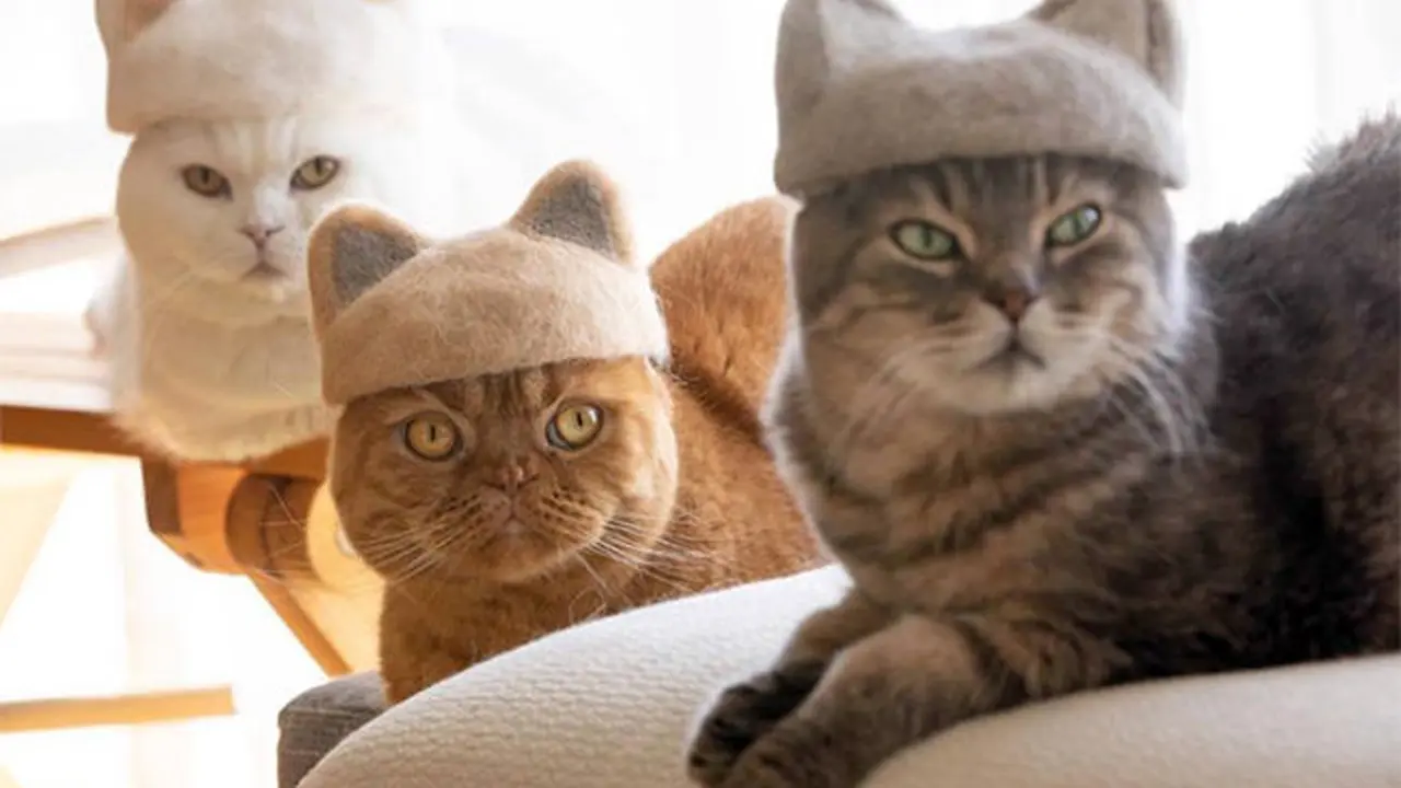 7 Potret Kucing Pakai Topi Lucu Ini Menggemaskan, Dibuat dari Bulu ...