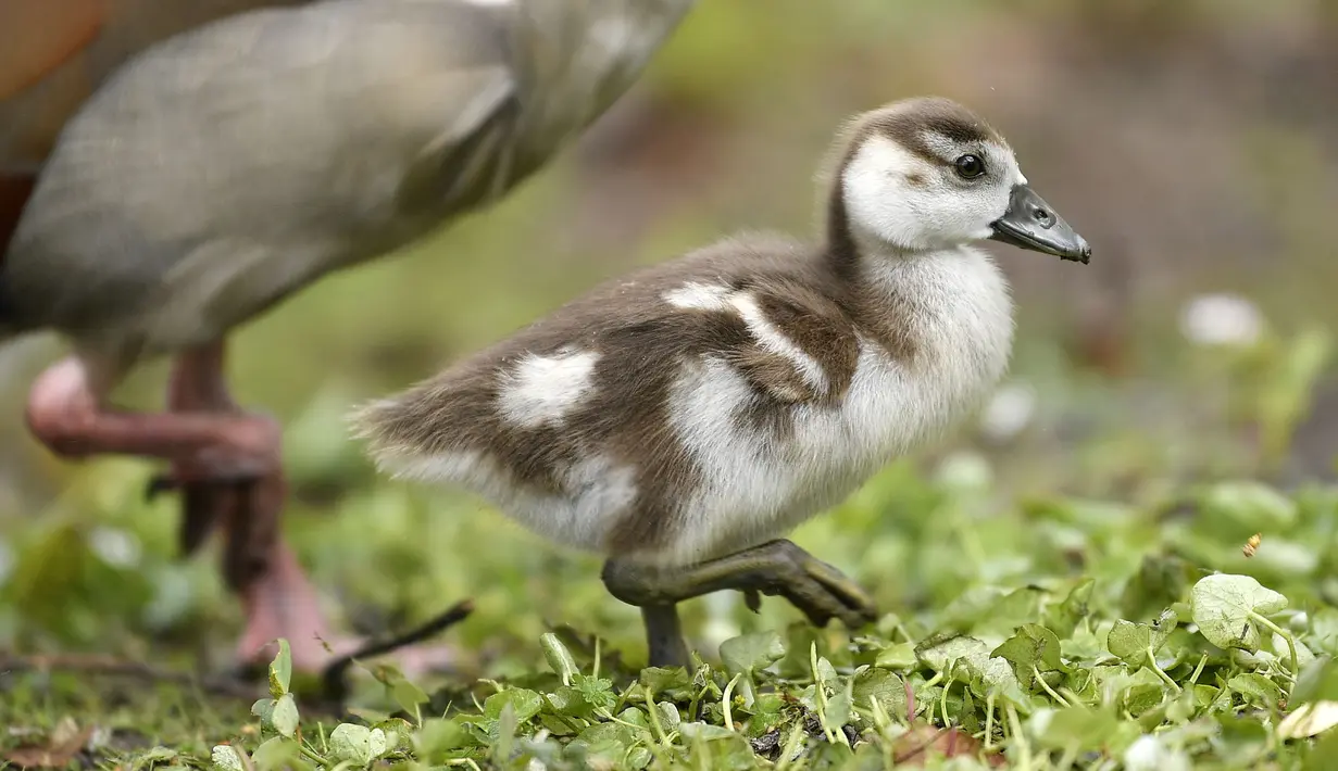 FOTO: Lucunya Anak Angsa Mesir Saat Musim Semi di Jerman - Foto ...