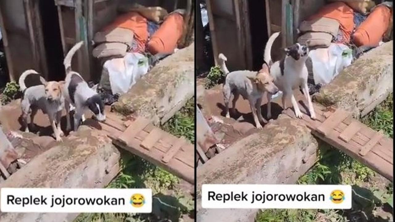 Viral Perjuangan Kurir Antar Paket Penuh Lika-Liku, Seram Digonggong Anjing