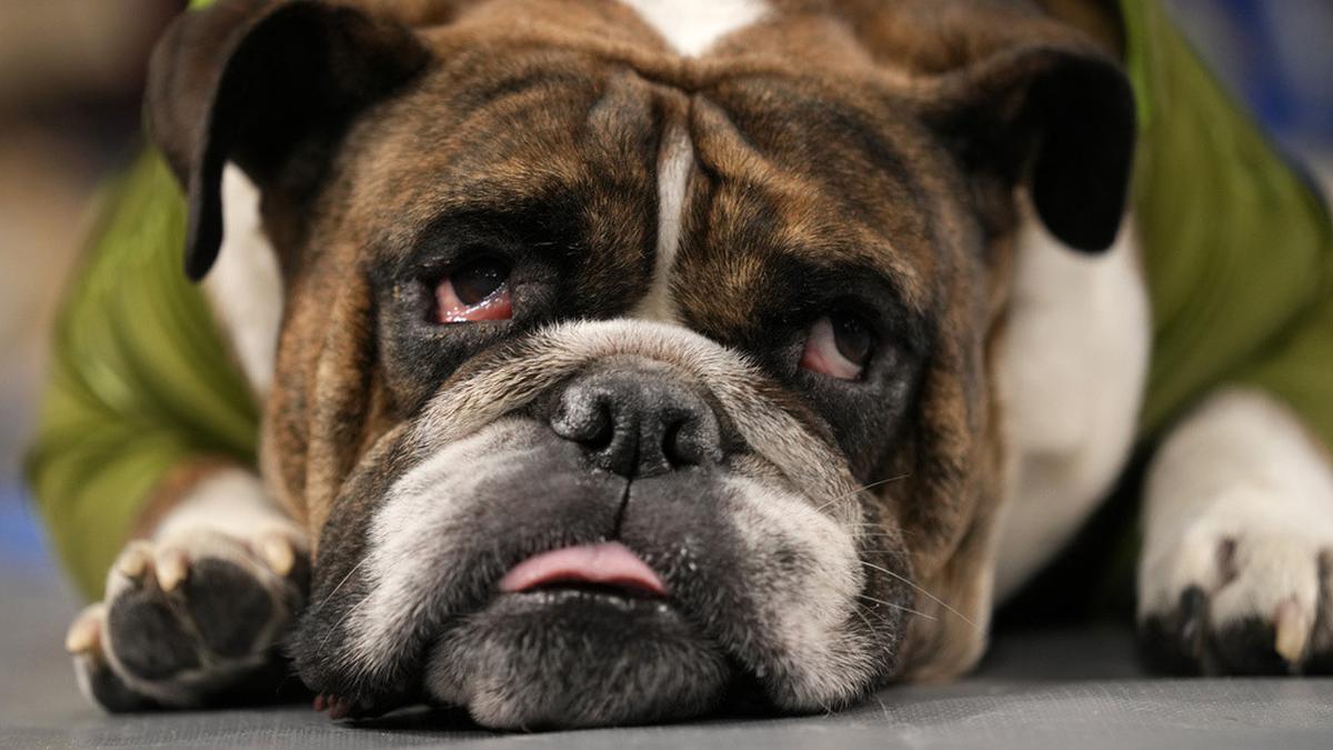 Gemas! Ketika Anjing-Anjing Bersaing di Kontes Bulldog Cantik - Foto ...