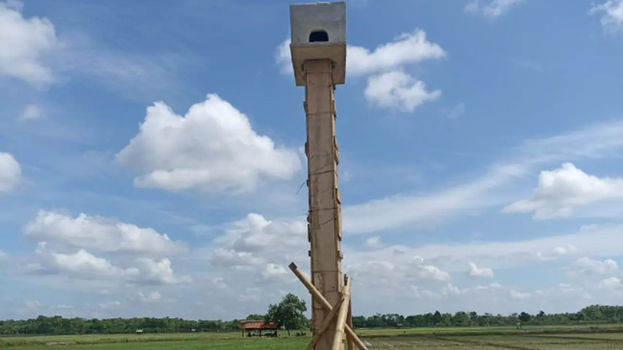 Hikayat Pasukan Burung Hantu Pemburu Tikus di Purwakarta