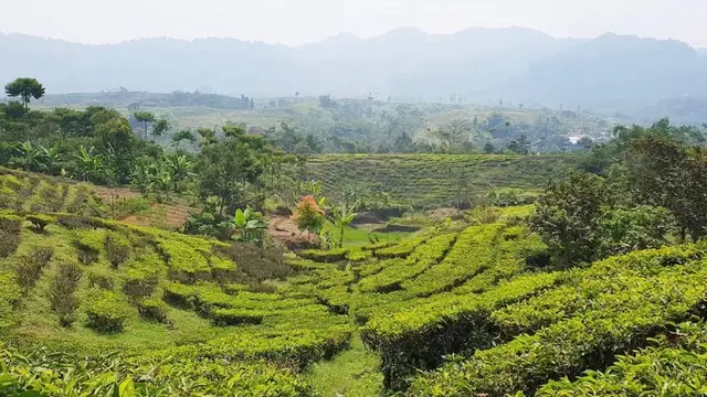 6 Fakta Menarik Gunung Halimun, Bagian dari Taman Nasional Gunung ...