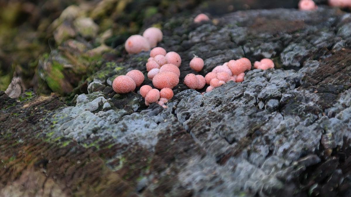 Mengenal Ciri Umum Protista Mirip Jamur dan Peranannya bagi Kehidupan ...