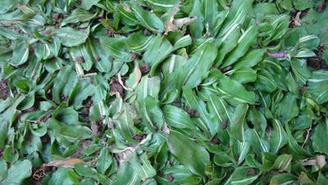 Cara Menanam Rumput Gajah Mini, Pilih Lokasi yang Mendapat Banyak Sinar ...