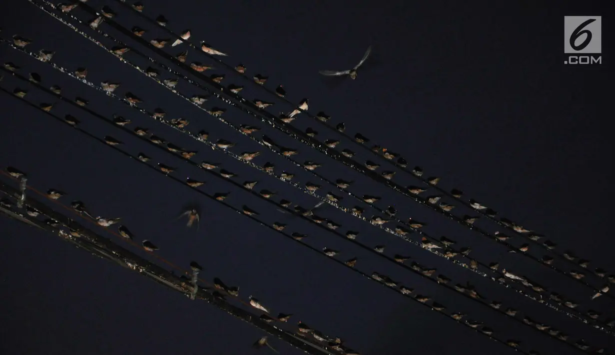 FOTO: Ribuan Burung Migrasi Penuhi Langit Kota Semarang - Foto Liputan6.com