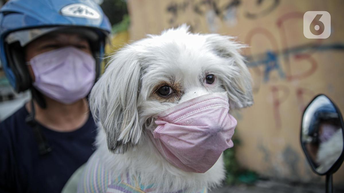 FOTO: Lucunya Anjing Ini Pakai Masker Cegah Corona