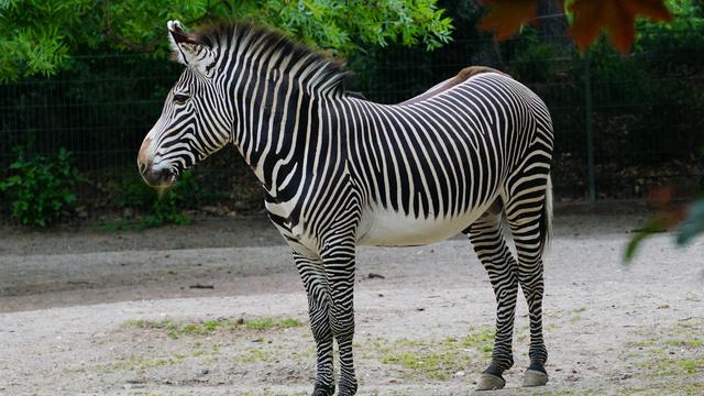 31 Januari Hari Zebra Internasional, Ayo Lindungi Hewan Bercorak Unik Ini