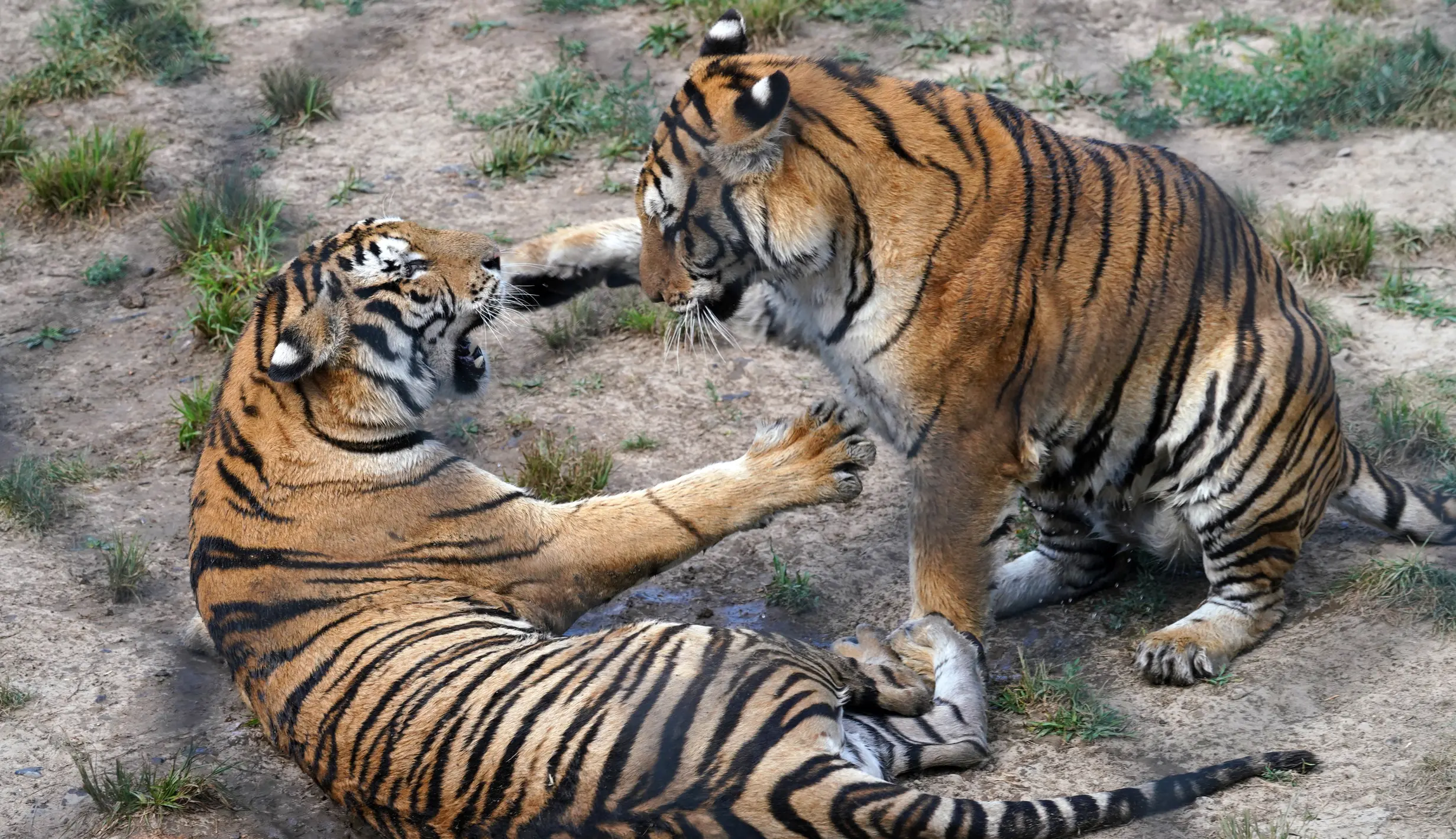 FOTO: Melihat Tingkah Harimau Siberia di Taman Hengdaohezi - Foto ...