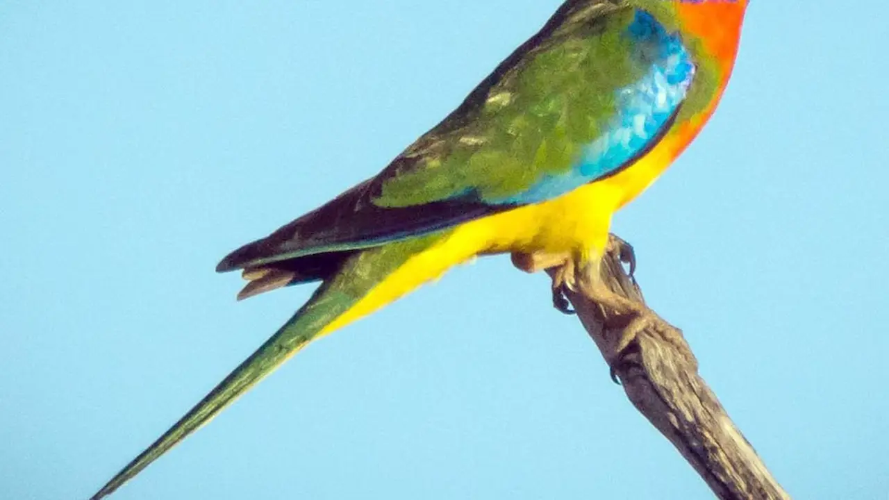 Keindahan dalam Sayap, Ini 32 Burung dengan Warna Paling Menakjubkan di ...