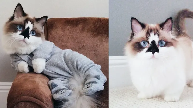 Kucing Lucu Dan Menggemaskan