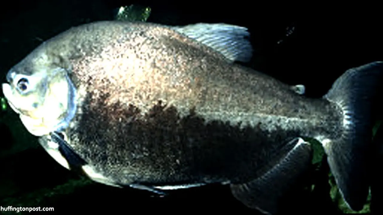 Ikan Pacu Gemar Gigit Testis Perenang, Jangan Lupa Pakai Celana ...