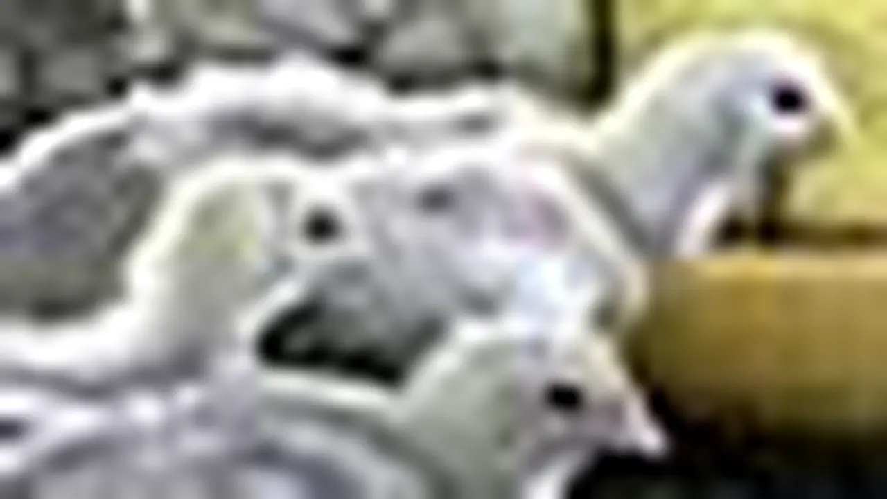 Virus Tetelo Menyebar ke Peternakan Ayam Tegal - News Liputan6.com