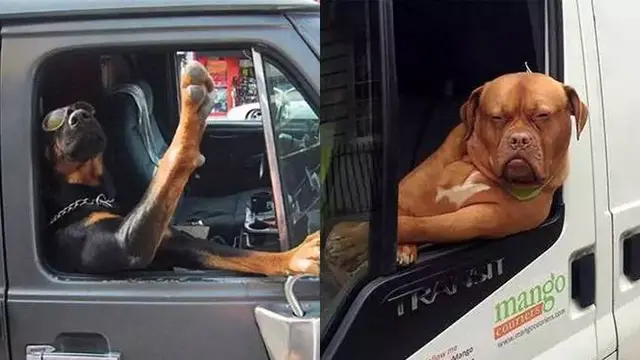 7 Potret Anjing saat Diajak Naik Mobil Ini Ekspresinya Kocak - Hot ...
