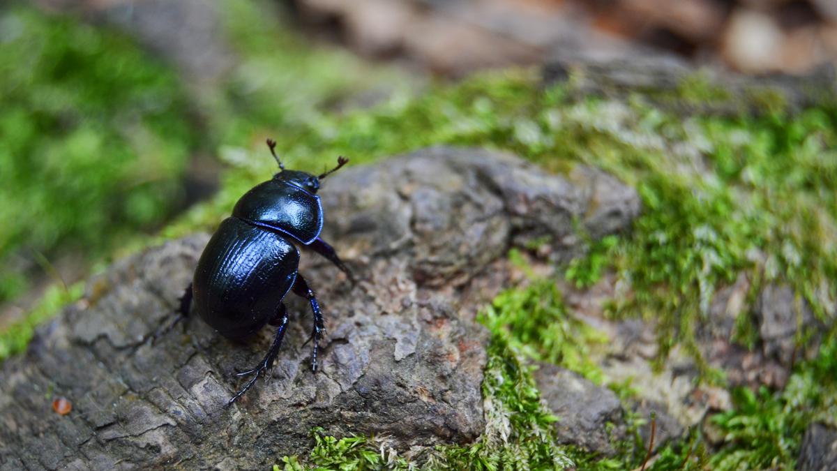 kumbang hijau masuk rumah