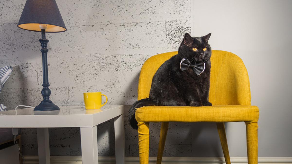 Misterius dan Elegan, Ini 30 Nama Keren untuk Kucing Hitam