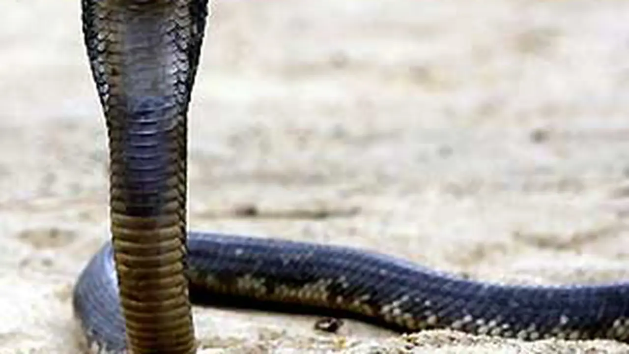 Pertolongan Pertama Bila Digigit Ular - Health Liputan6.com