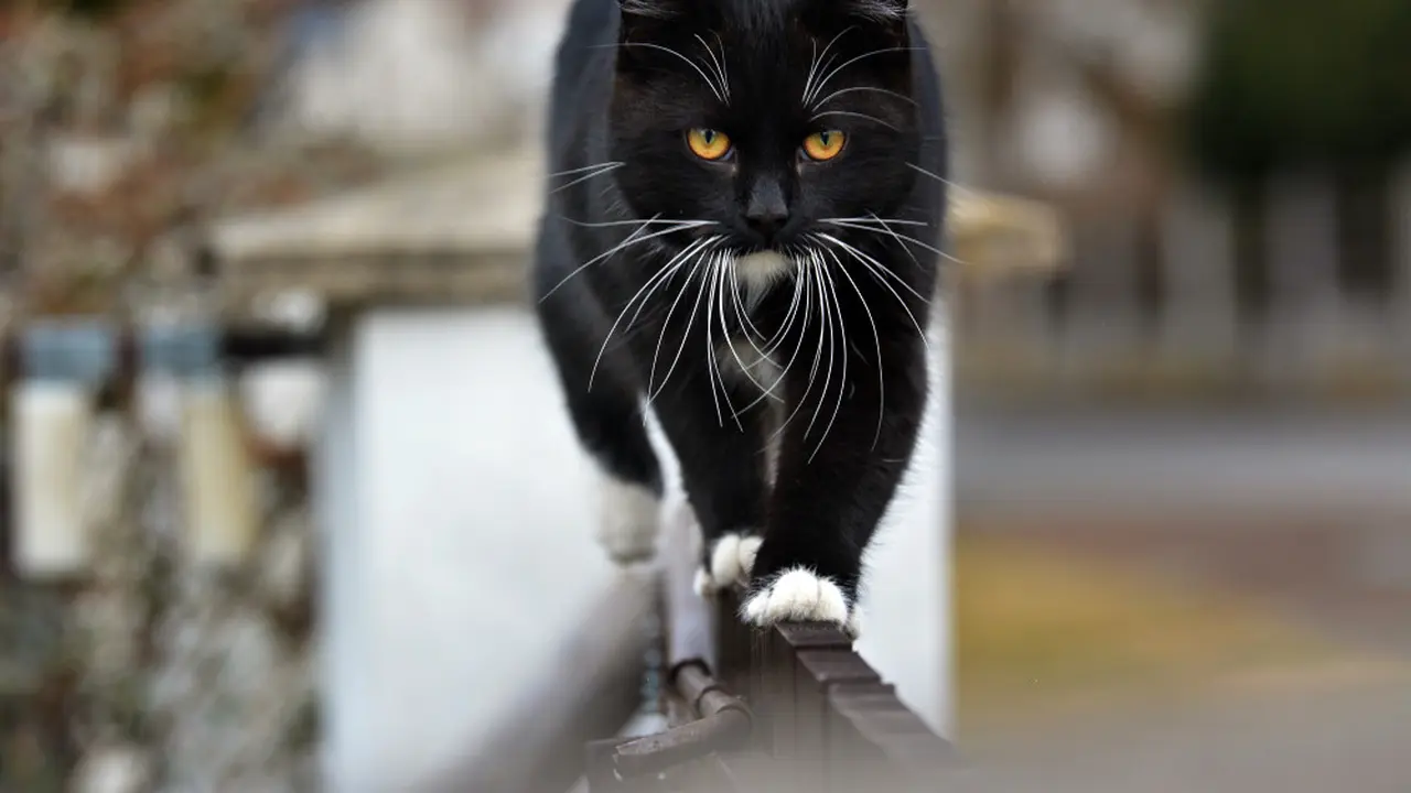 10 Jenis Kucing yang Mirip Anjing, Perhatikan Bentuk Fisiknya